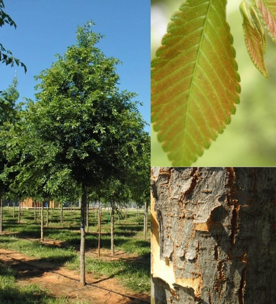 Allee Elm – Farm Direct Premium Trees At The Best Prices In OKC!