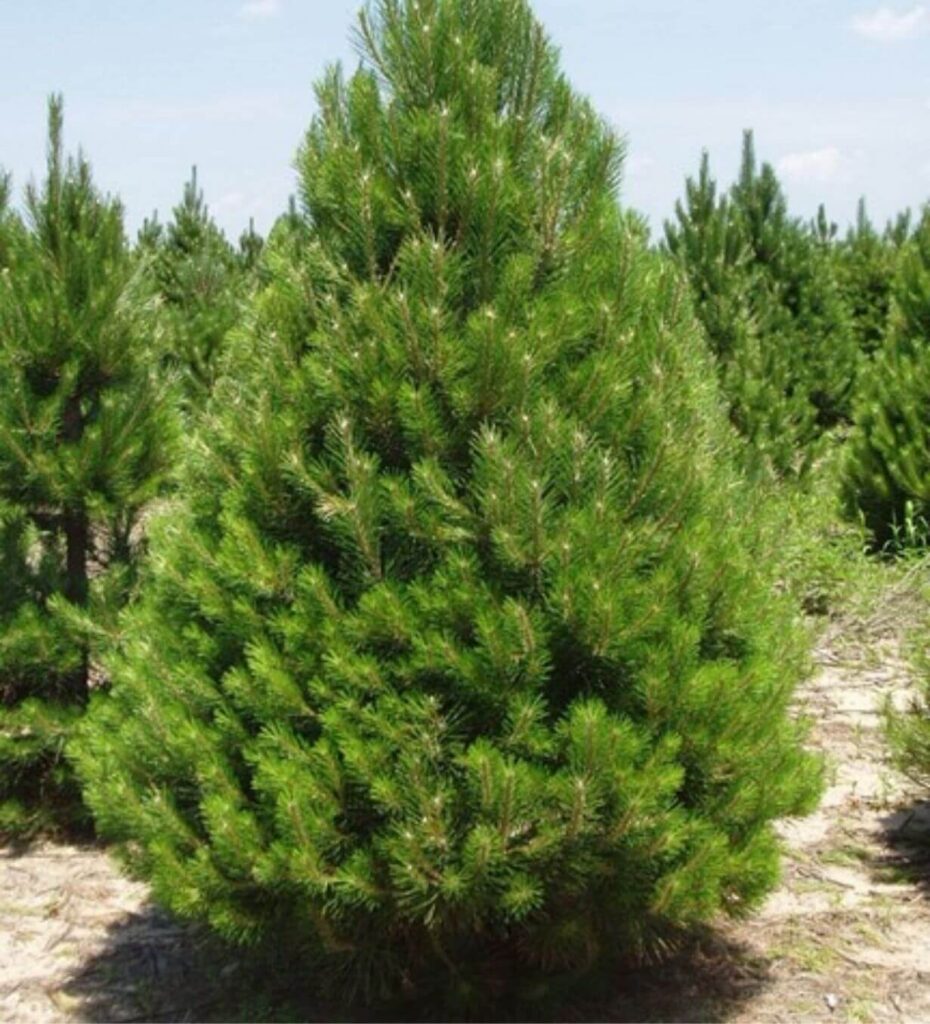 Austrian Pine – Farm Direct Premium Trees At The Best Prices In OKC!