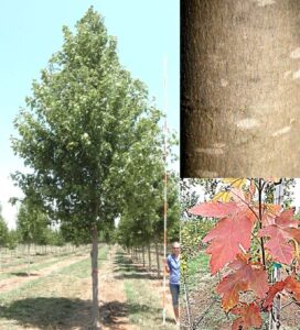 Autumn Blaze Maple - Farm Direct Premium Trees At The Best Prices In OKC!