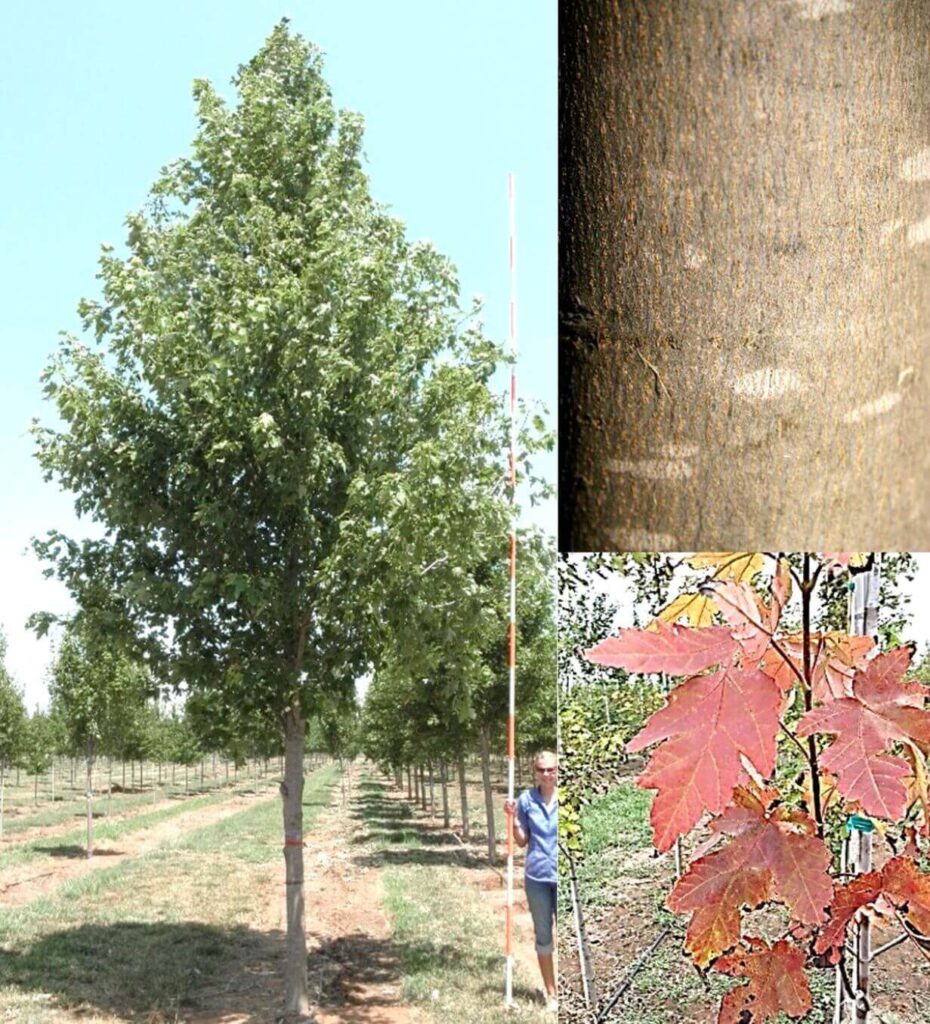 Autumn Blaze Maple – Farm Direct Premium Trees At The Best Prices In OKC!