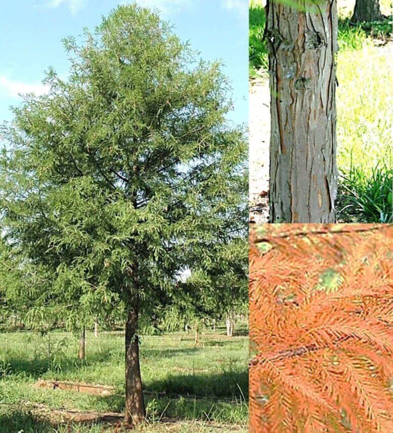 Our Trees – Farm Direct Premium Trees At The Best Prices In OKC!