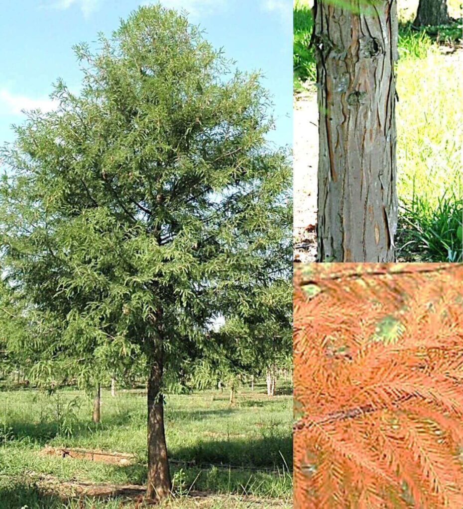 Our Trees – Farm Direct Premium Trees At The Best Prices In OKC!