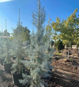 Blue Ice Arizona Cypress – Farm Direct Premium Trees At The Best Prices ...
