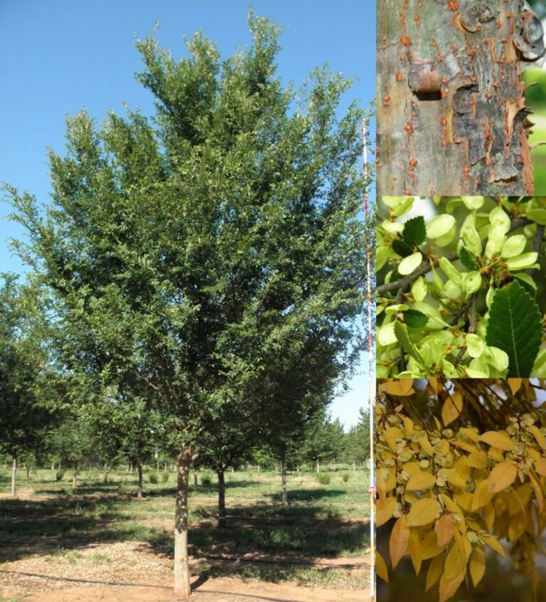 Our Trees – Farm Direct Premium Trees At The Best Prices In OKC!