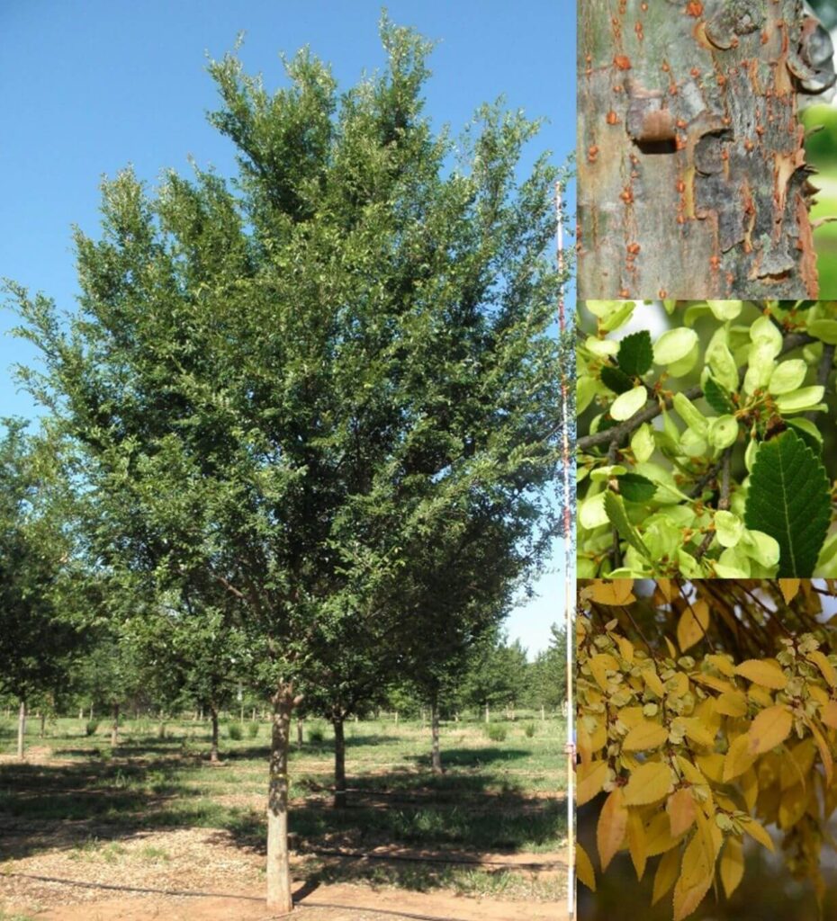 Our Trees – Farm Direct Premium Trees At The Best Prices In OKC!