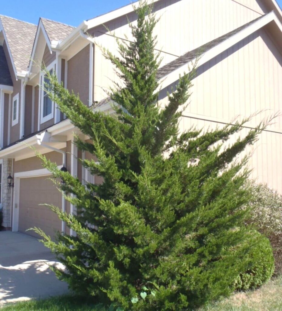 Evergreen - Farm Direct Premium Trees At The Best Prices In OKC!