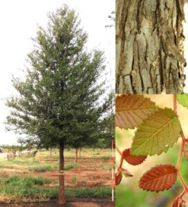 Cedar Elm – Farm Direct Premium Trees At The Best Prices In OKC!