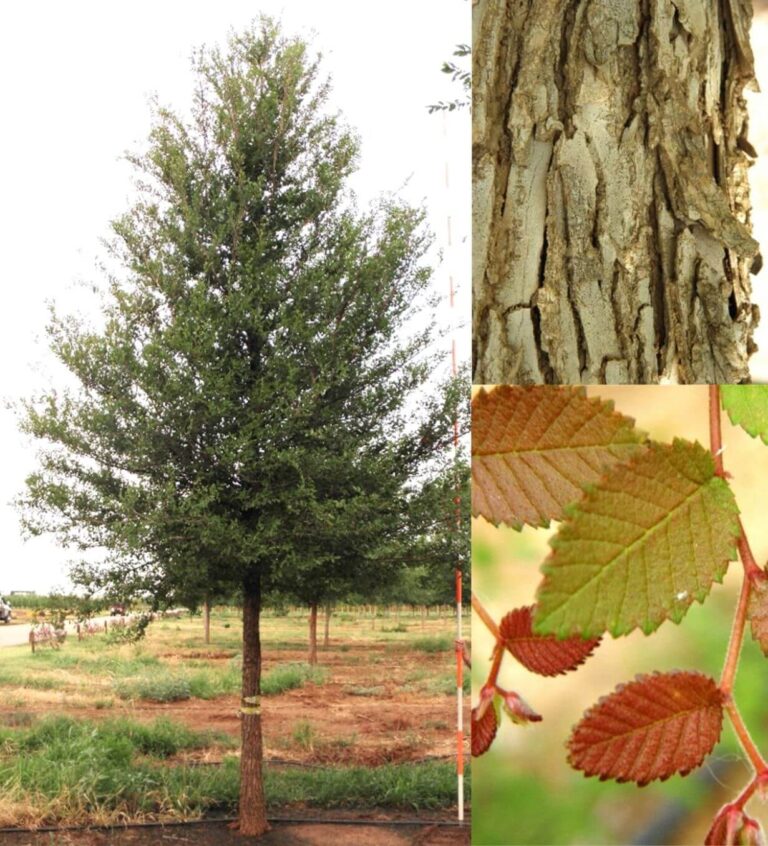 Cedar Elm – Farm Direct Premium Trees At The Best Prices In OKC!