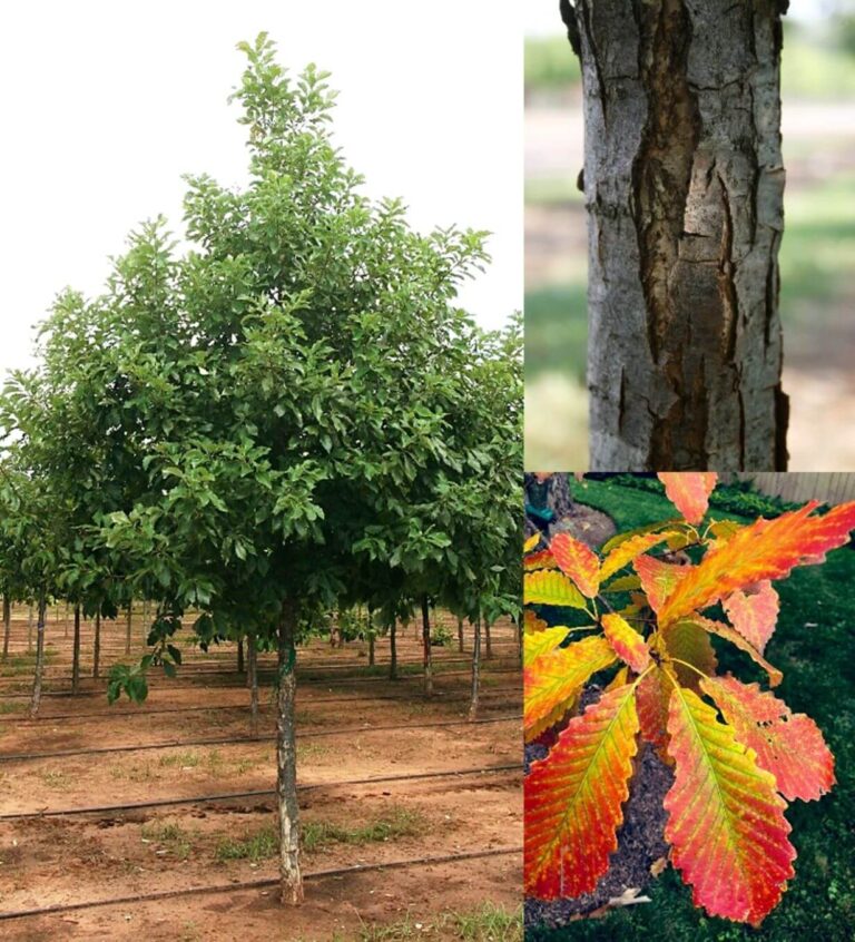 Our Trees – Farm Direct Premium Trees At The Best Prices In OKC!