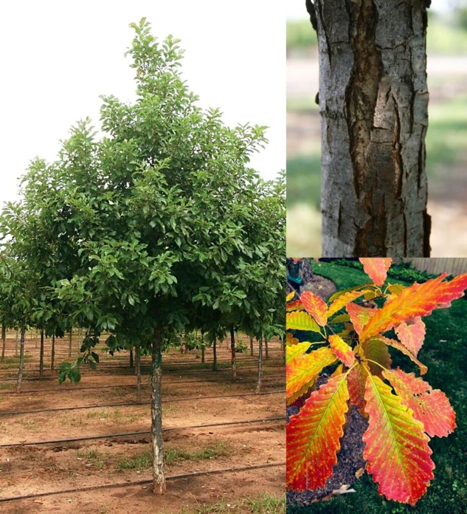 Our Trees – Farm Direct Premium Trees At The Best Prices In OKC!
