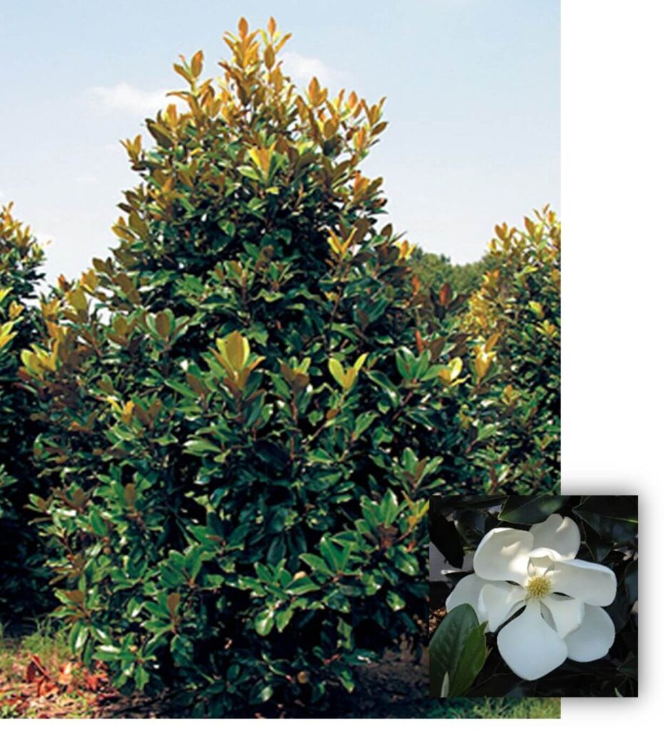Claudia Wannamaker Magnolia – Farm Direct Premium Trees At The Best ...
