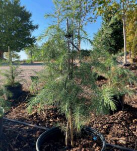 Our Trees - Farm Direct Premium Trees At The Best Prices In OKC!
