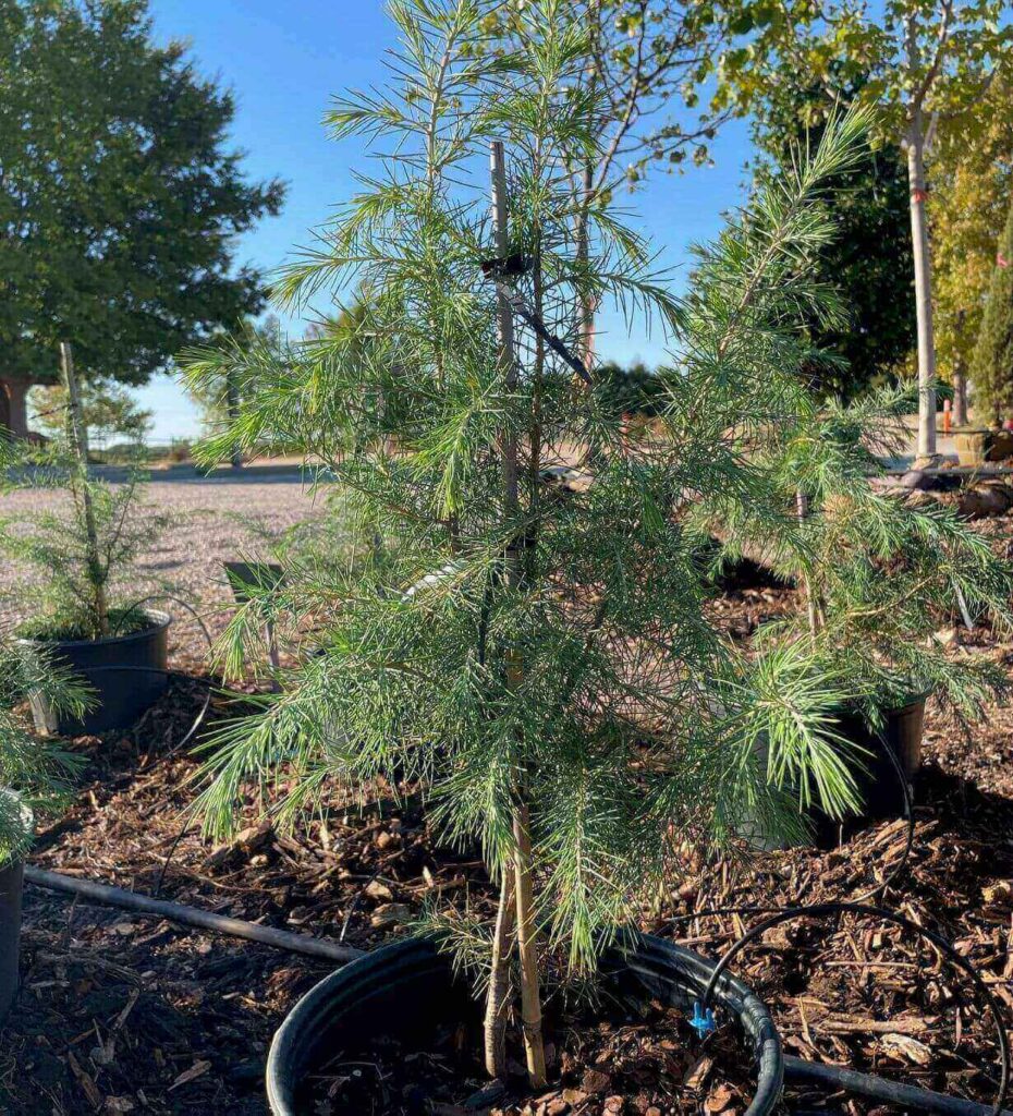 Our Trees – Farm Direct Premium Trees At The Best Prices In OKC!