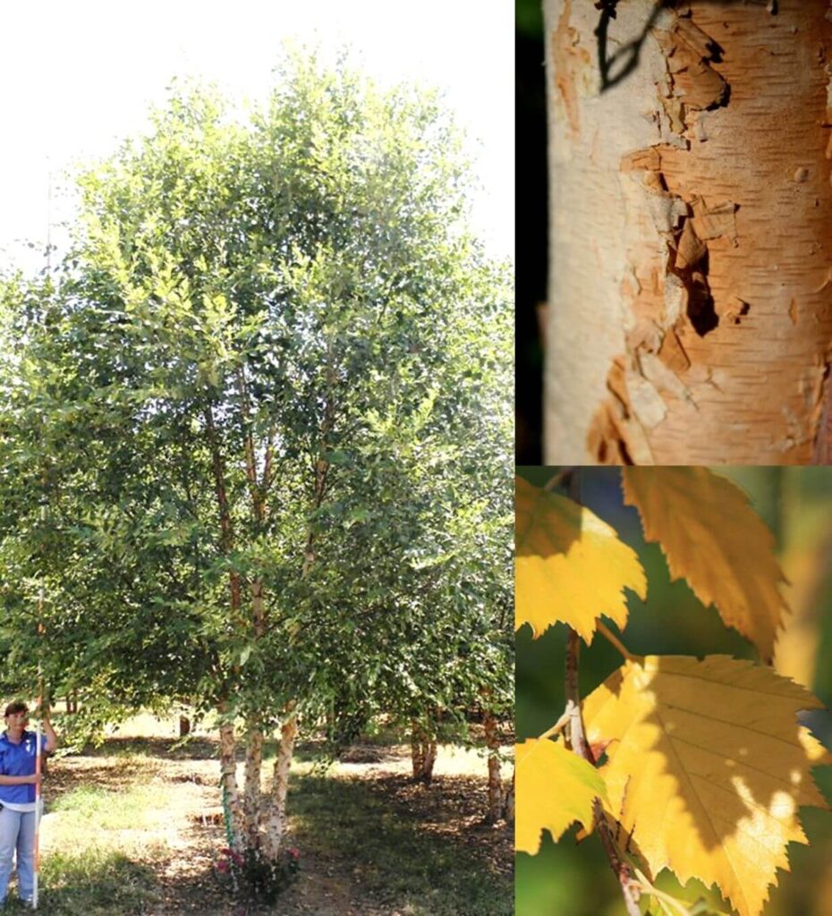 Dura HeatRiver Birch – Farm Direct Premium Trees At The Best Prices In OKC!