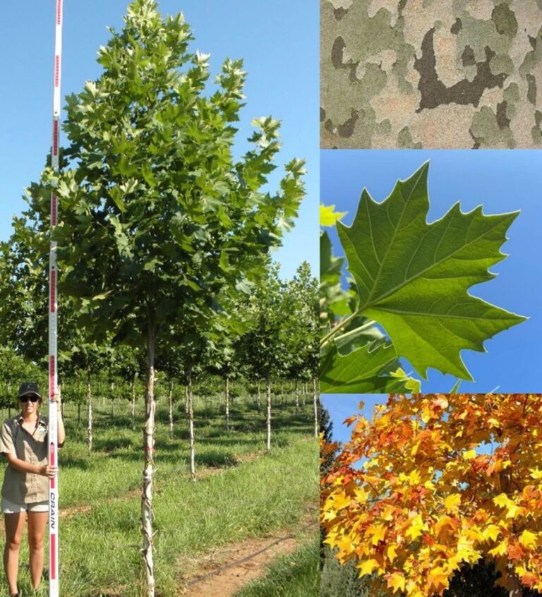 Exclamation! London Planetree - Farm Direct Premium Trees At The Best ...