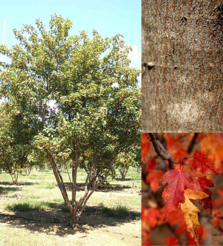 Our Trees – Farm Direct Premium Trees At The Best Prices In OKC!