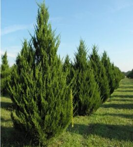Idyllwild Juniper – Farm Direct Premium Trees At The Best Prices In OKC!