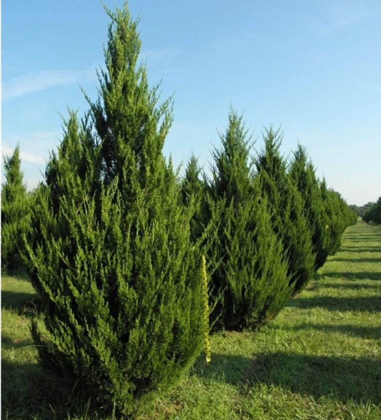 Our Trees – Farm Direct Premium Trees At The Best Prices In OKC!