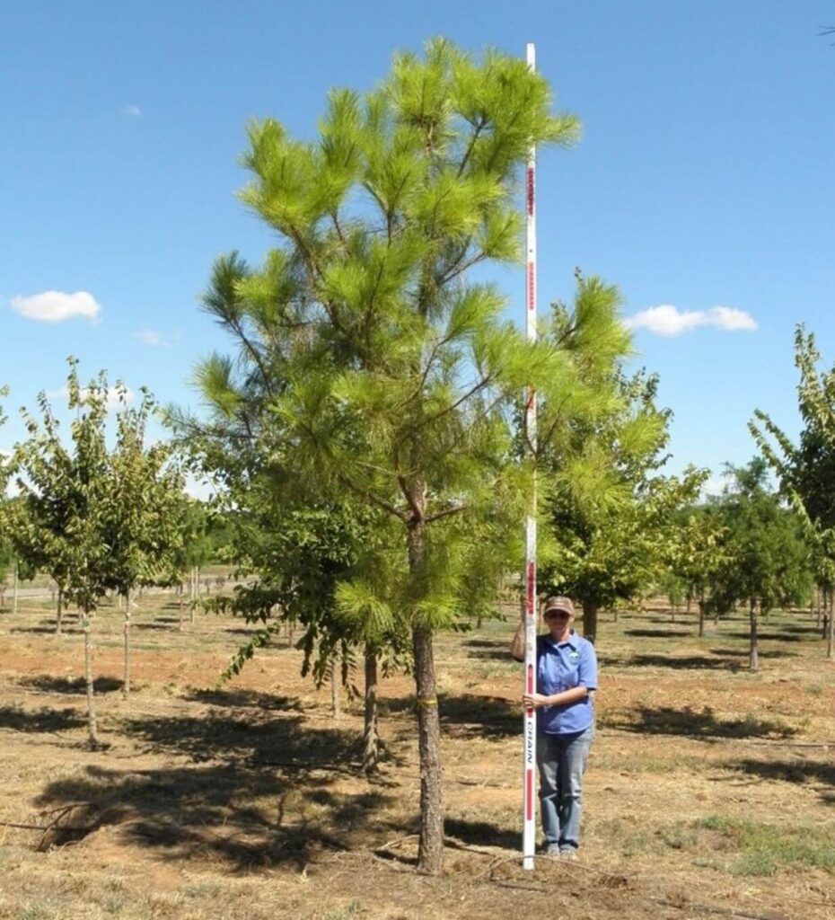 Loblolly Pine – Farm Direct Premium Trees At The Best Prices In OKC!