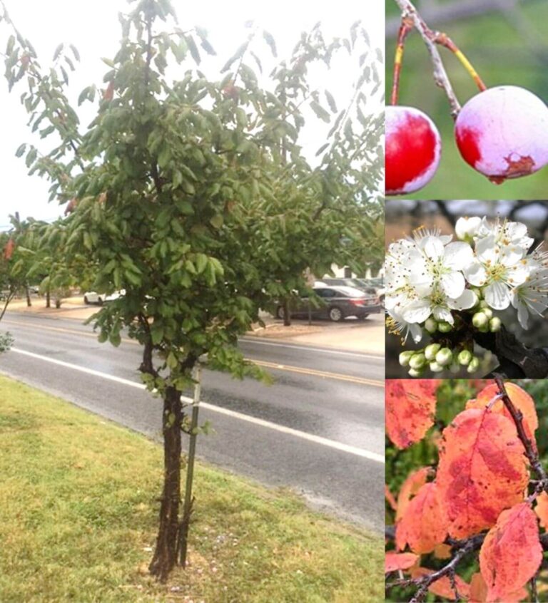 Our Trees - Farm Direct Premium Trees At The Best Prices In OKC!