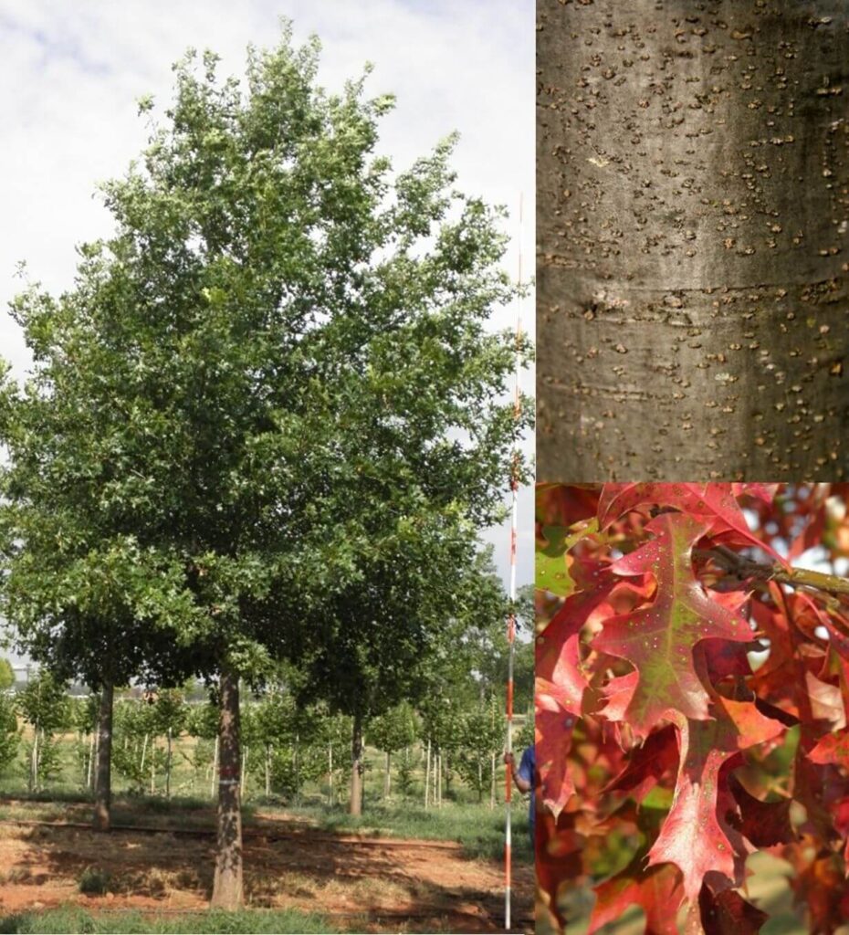 Deciduous Trees - Farm Direct Premium Trees At The Best Prices In OKC!