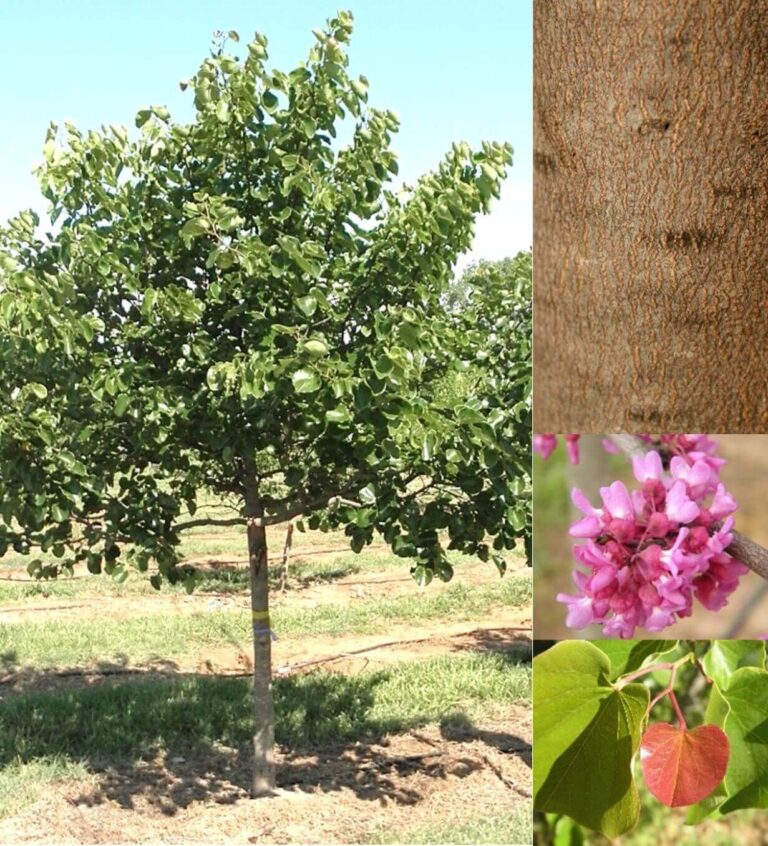 Our Trees - Farm Direct Premium Trees At The Best Prices In OKC!