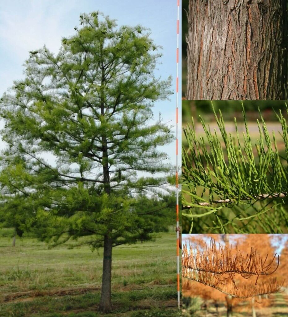 Pond Cypress – Farm Direct Premium Trees At The Best Prices In OKC!