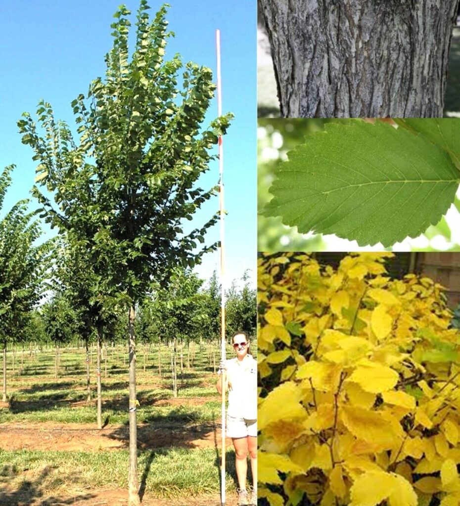 Deciduous Trees – Farm Direct Premium Trees At The Best Prices In OKC!