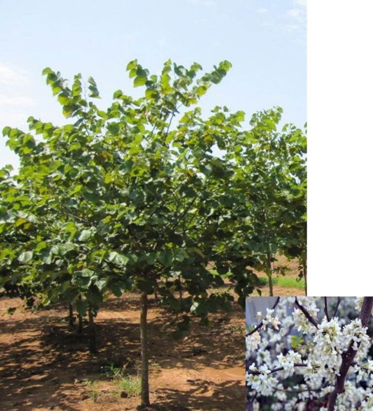 Deciduous Trees – Farm Direct Premium Trees At The Best Prices In OKC!