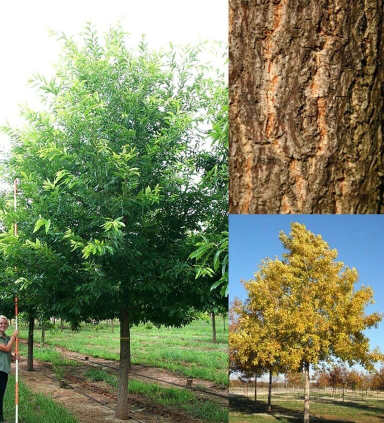 Our Trees – Farm Direct Premium Trees At The Best Prices In OKC!