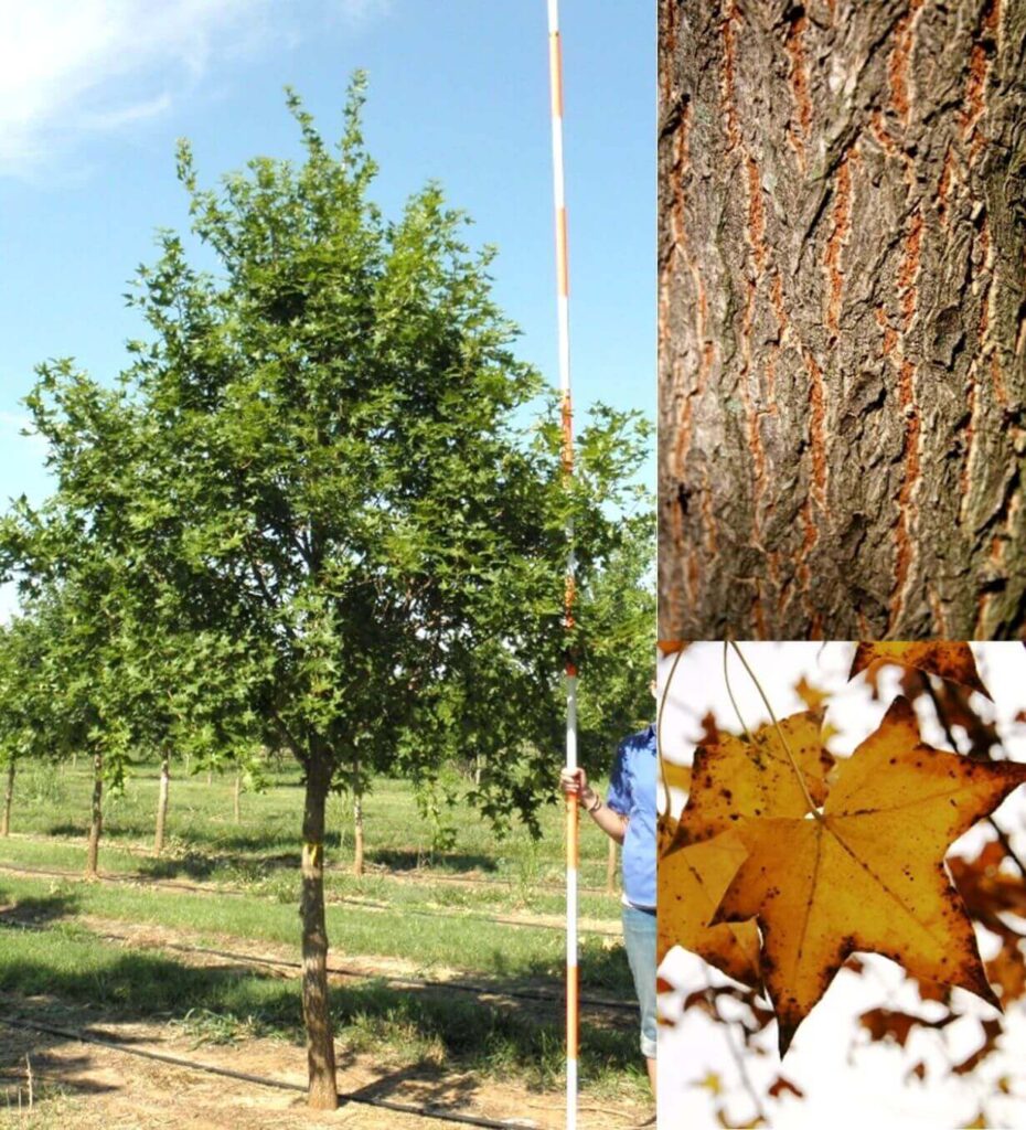 Deciduous Trees – Farm Direct Premium Trees At The Best Prices In OKC!