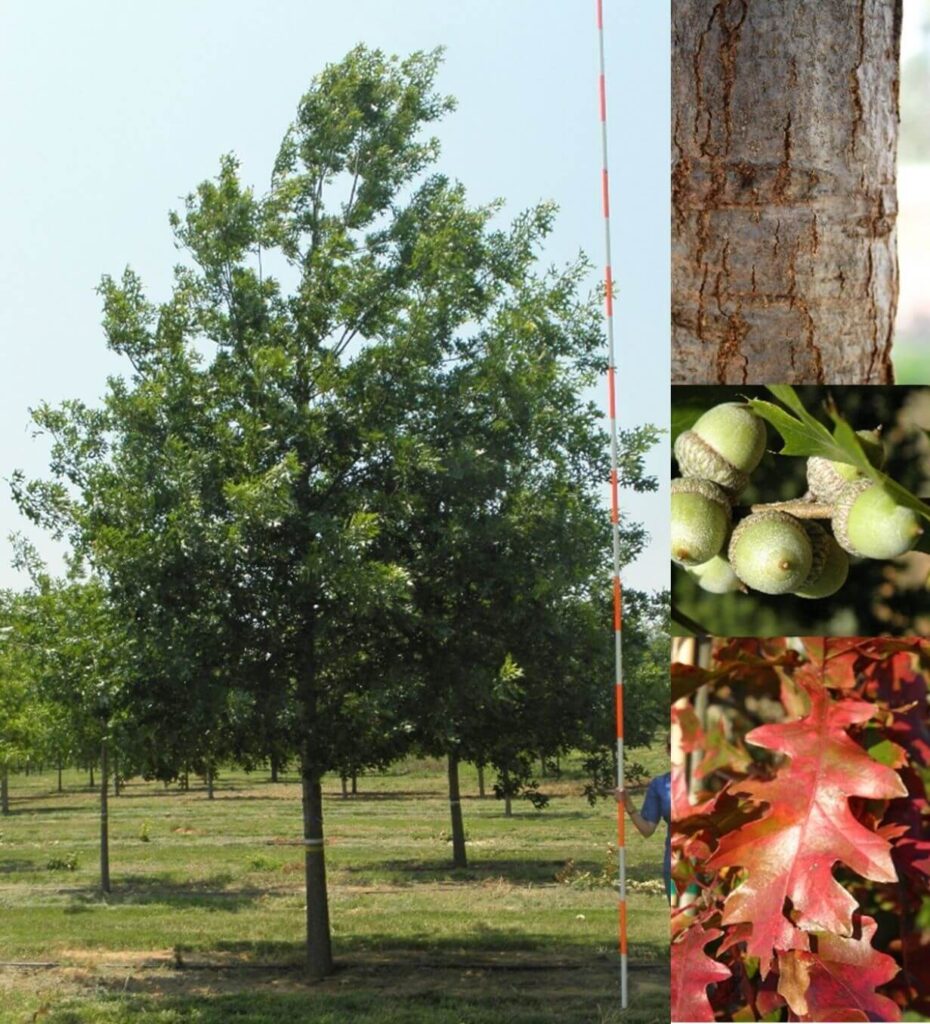Our Trees – Farm Direct Premium Trees At The Best Prices In OKC!
