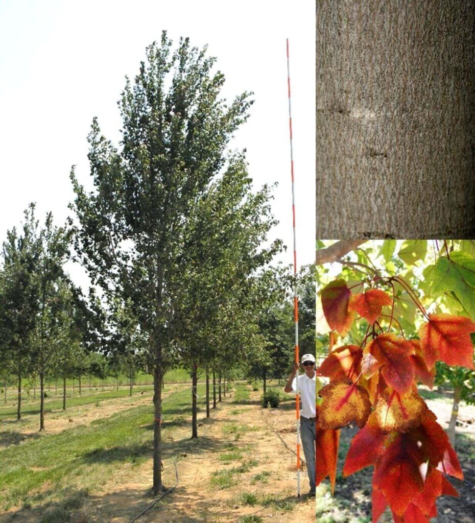 Deciduous Trees - Farm Direct Premium Trees At The Best Prices In OKC!