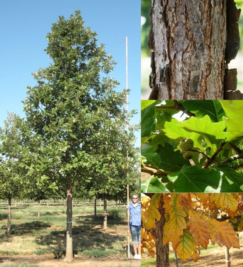 Our Trees – Farm Direct Premium Trees At The Best Prices In OKC!