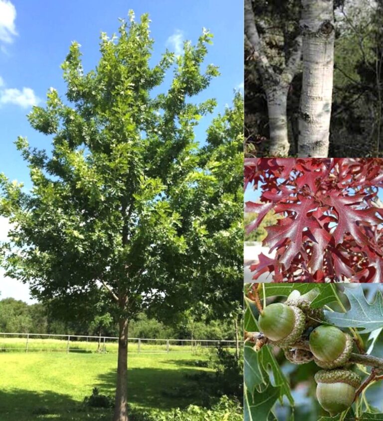 Texas Red Oak – Farm Direct Premium Trees At The Best Prices In OKC!