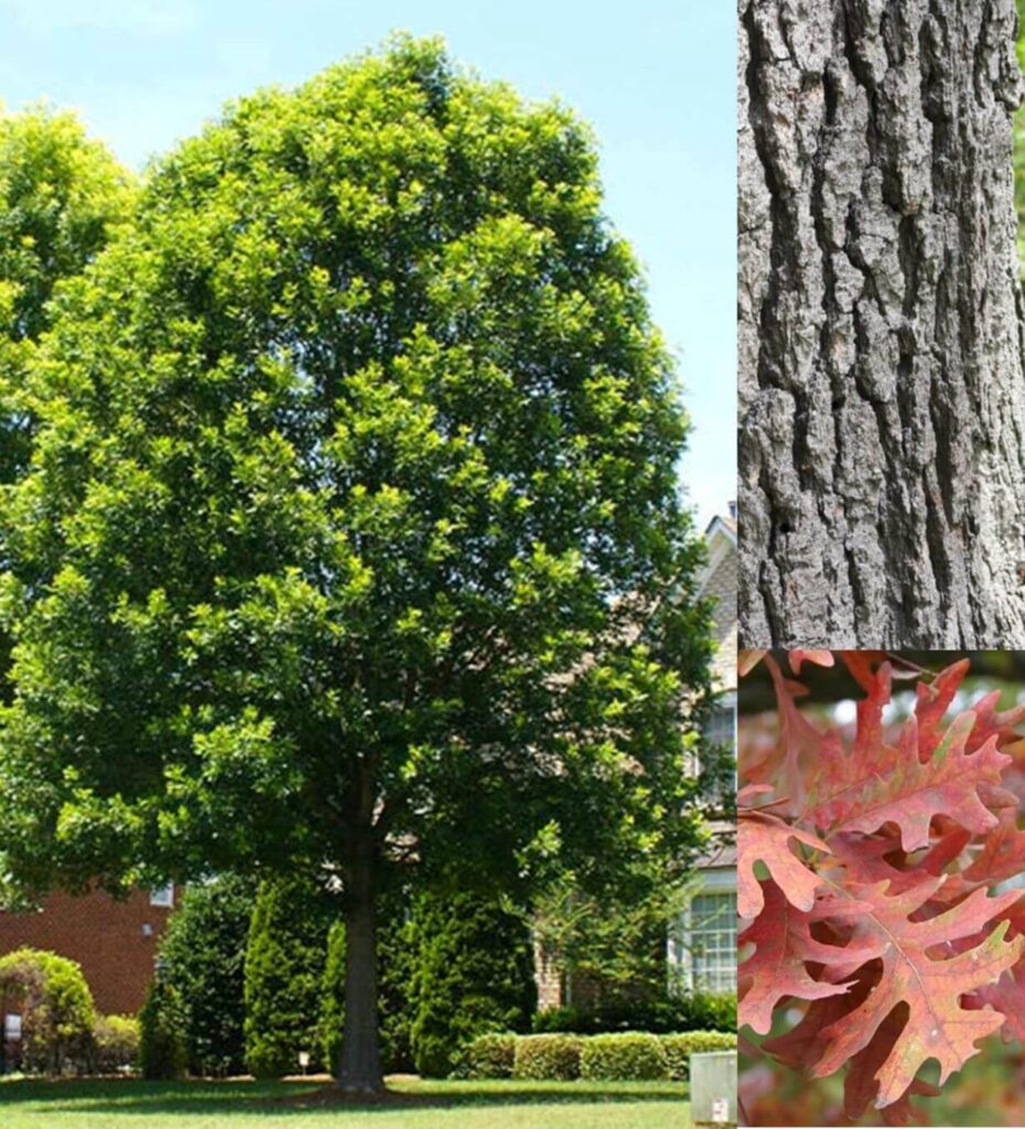 White Oak – Farm Direct Premium Trees At The Best Prices In OKC!