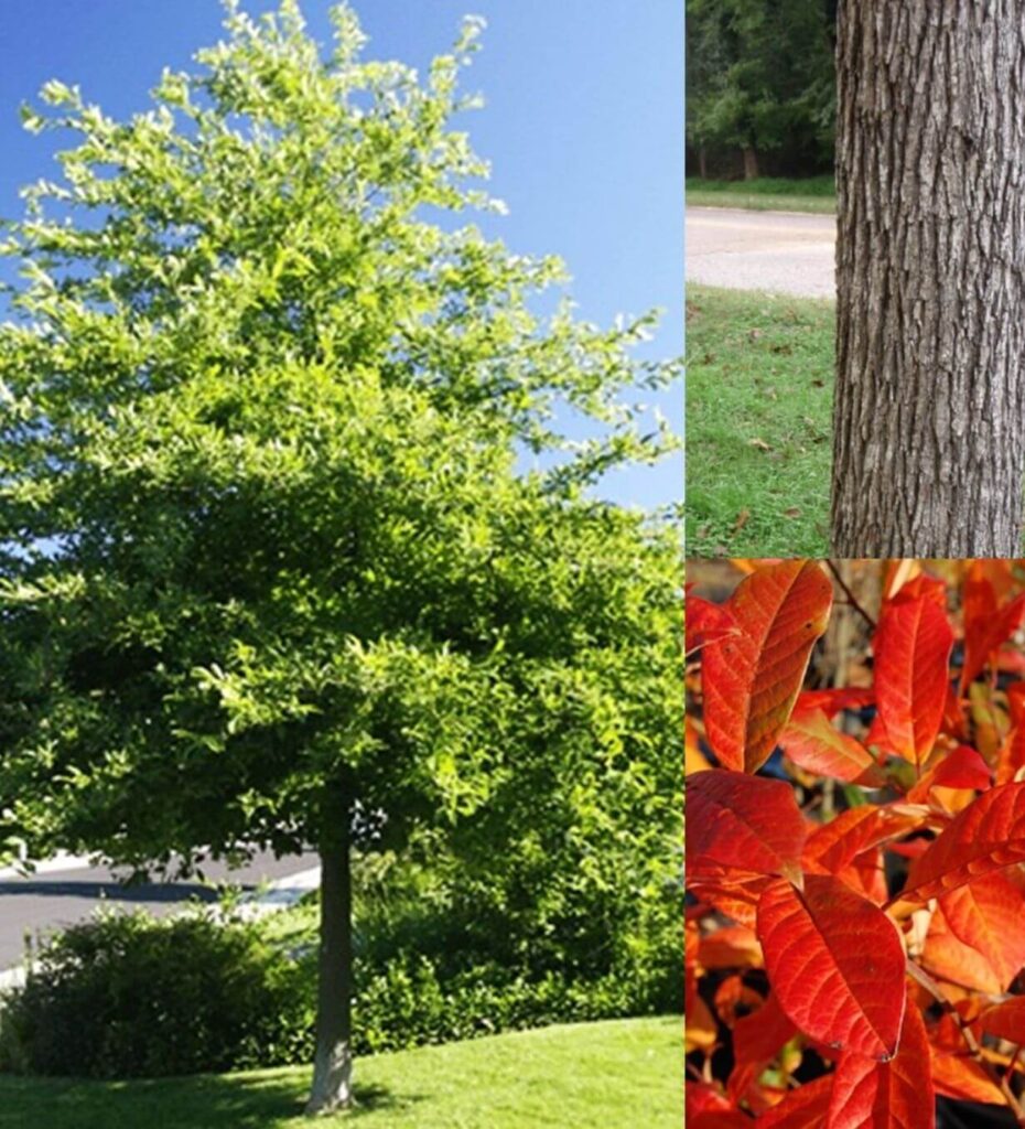 Wildfire Black Gum – Farm Direct Premium Trees At The Best Prices In OKC!