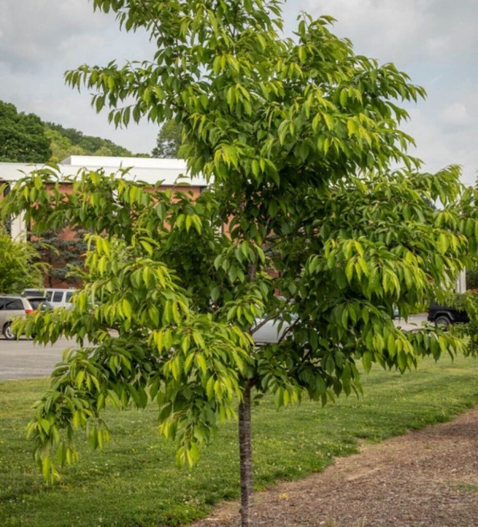 Deciduous Trees – Farm Direct Premium Trees At The Best Prices In OKC!